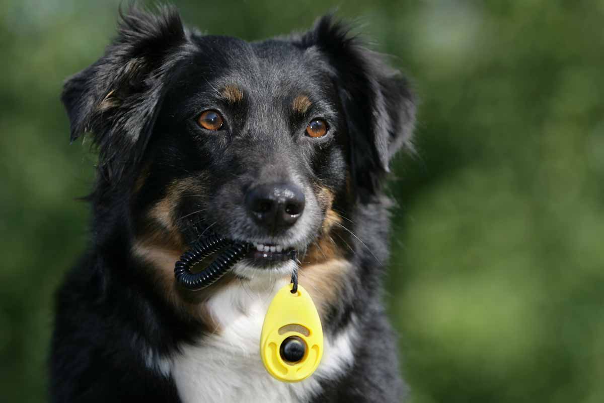 Clicker Training • Companion Avenue