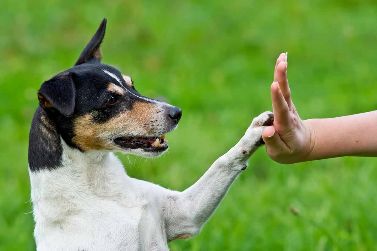 Dog Day Training Lessons (Toronto) • Companion Avenue